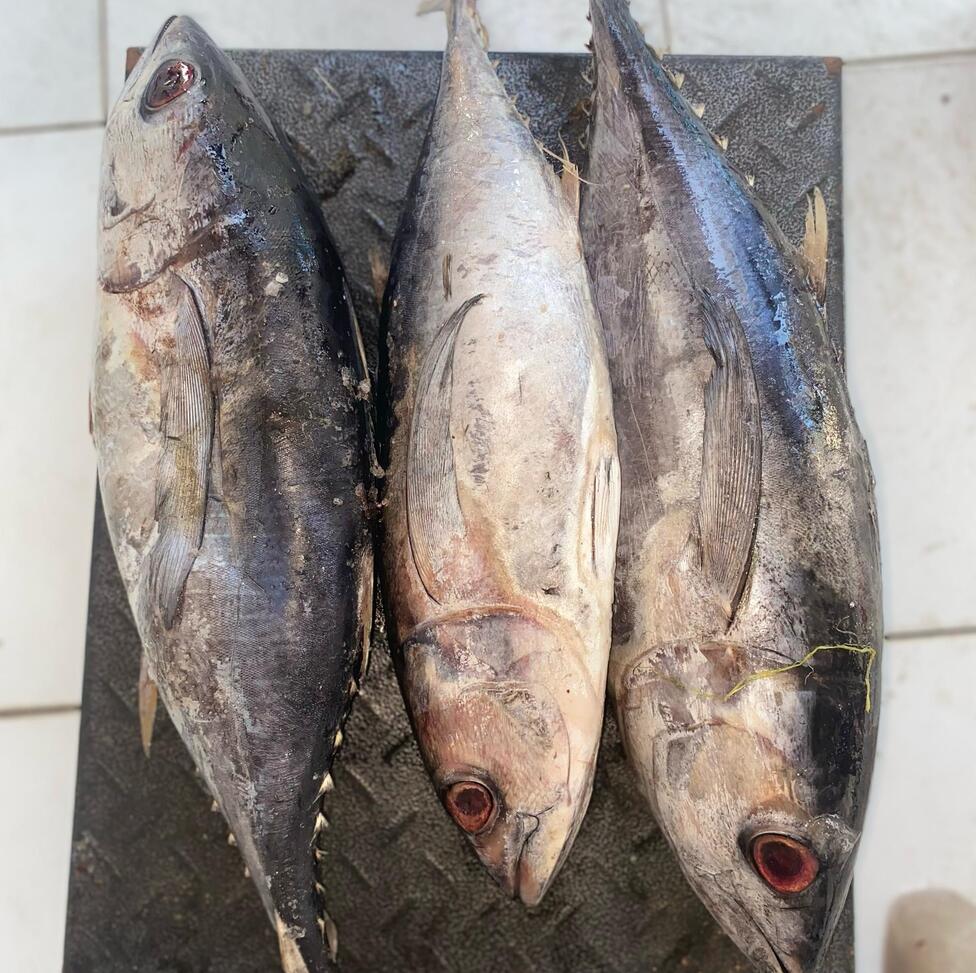 samakiafrica.co.tz - Fresh Seafood Delivered Sustainably, Anytime, Anywhere